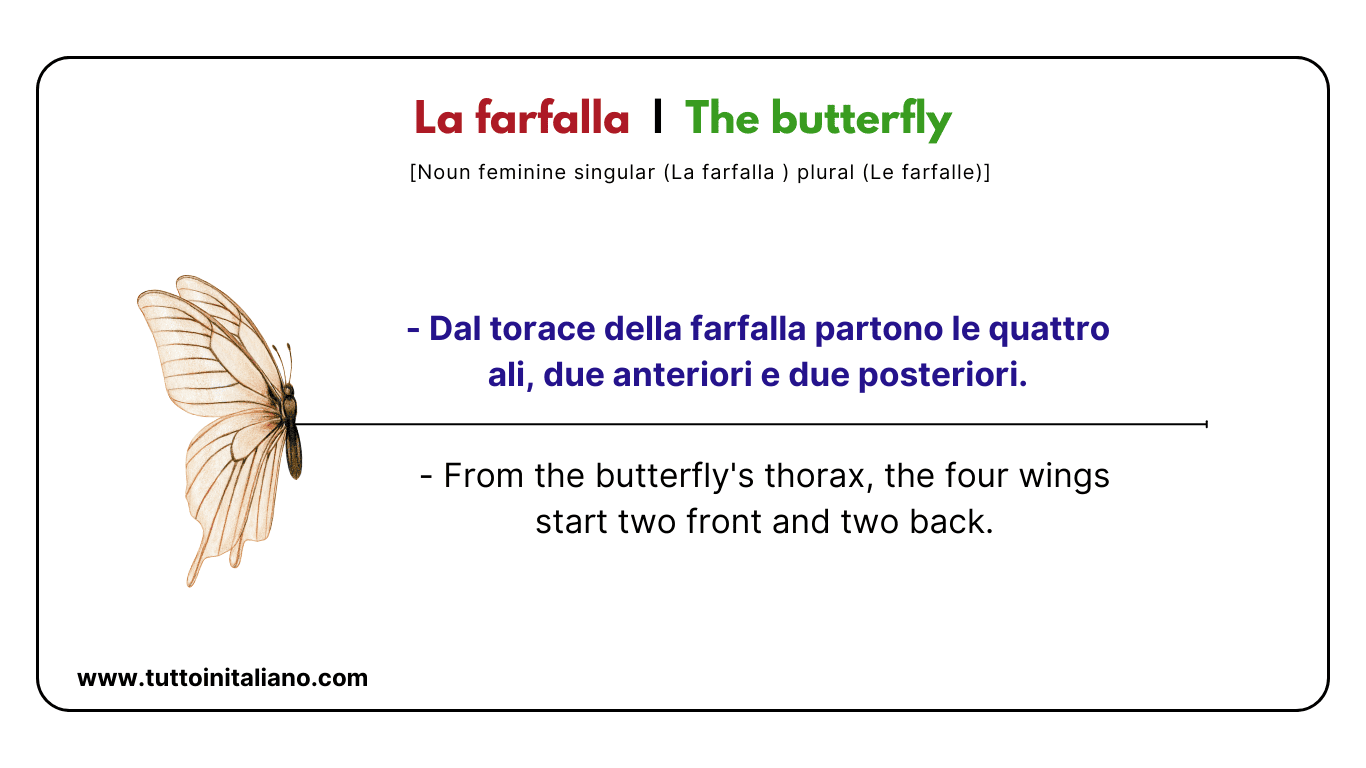 30+ Easy names of Insects in Italian With Examples and Audio ...