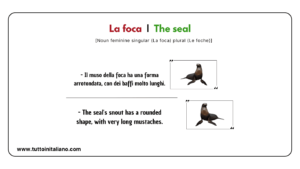20+ Easy names of Sea Animals in Italian with examples. | tuttoinitaliano