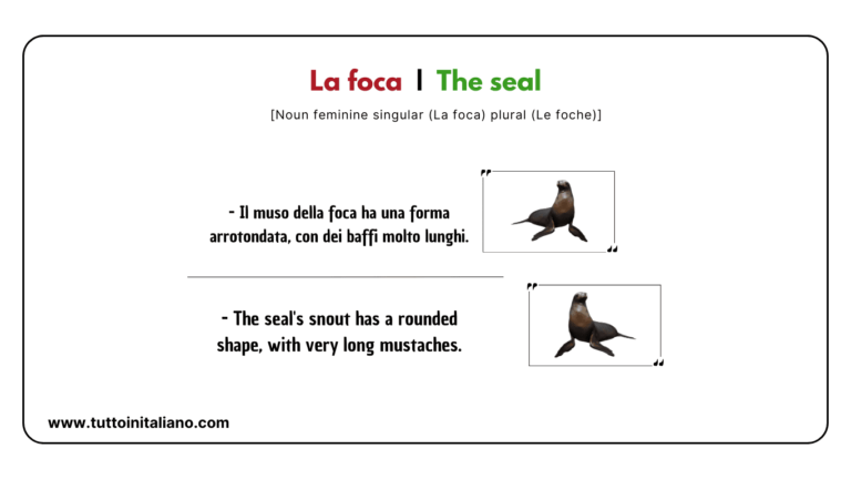 20+ Easy names of Sea Animals in Italian with examples. | tuttoinitaliano