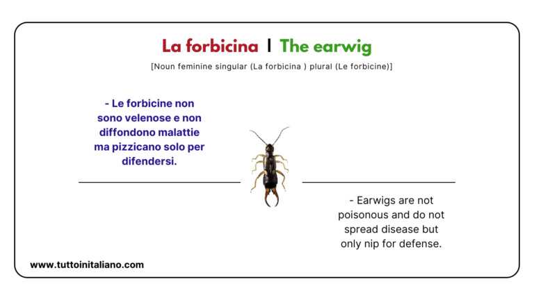 30+ Easy names of Insects in Italian With Examples and Audio ...