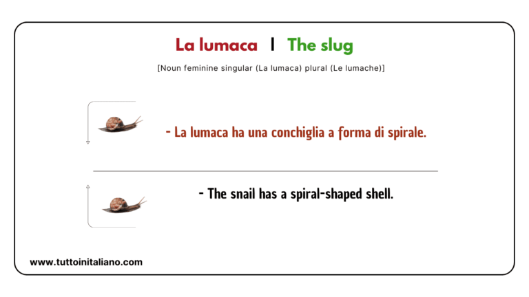30+ Easy names of Insects in Italian With Examples and Audio ...