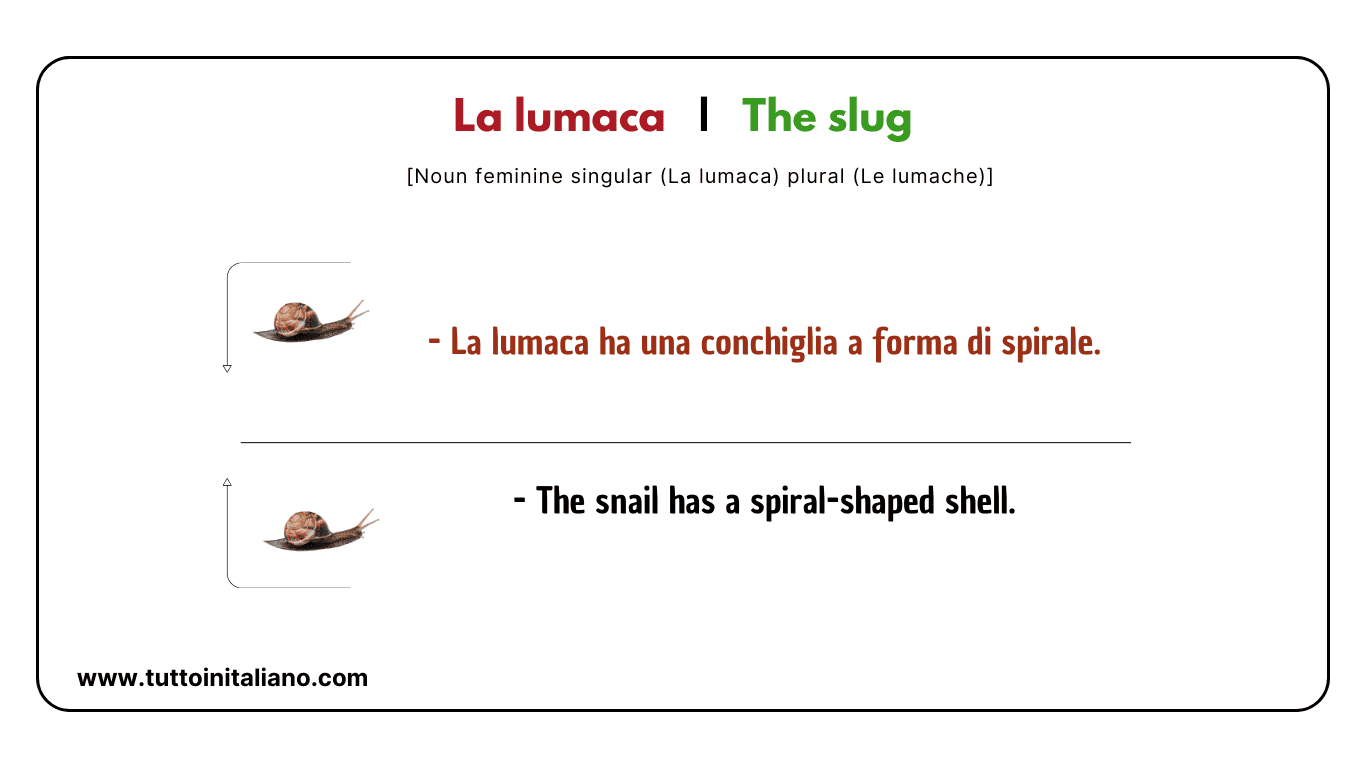 30+ Easy names of Insects in Italian With Examples and Audio ...