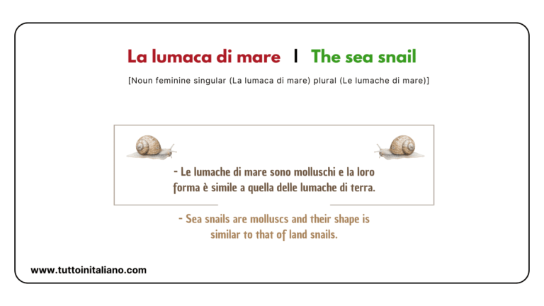 20+ Easy names of Sea Animals in Italian with examples. | tuttoinitaliano