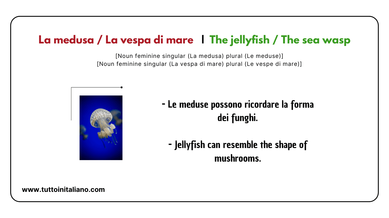 20+ Easy names of Sea Animals in Italian with examples. | tuttoinitaliano
