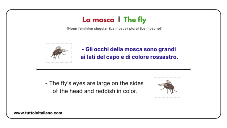 30+ Easy names of Insects in Italian With Examples and Audio ...