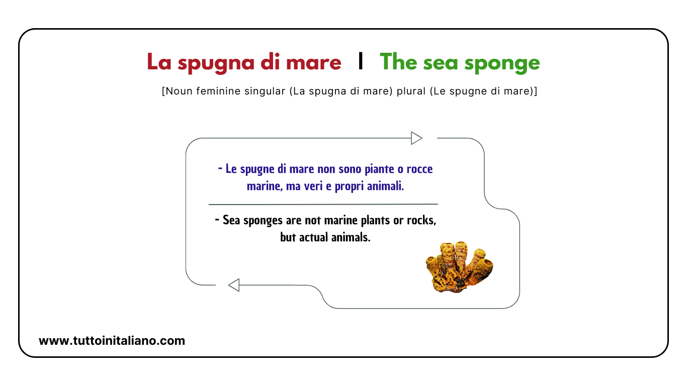 20+ Easy names of Sea Animals in Italian with examples. | tuttoinitaliano