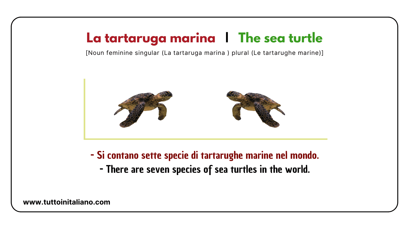 20+ Easy names of Sea Animals in Italian with examples. | tuttoinitaliano