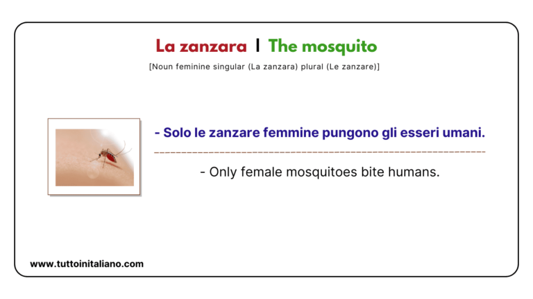 30+ Easy names of Insects in Italian With Examples and Audio ...