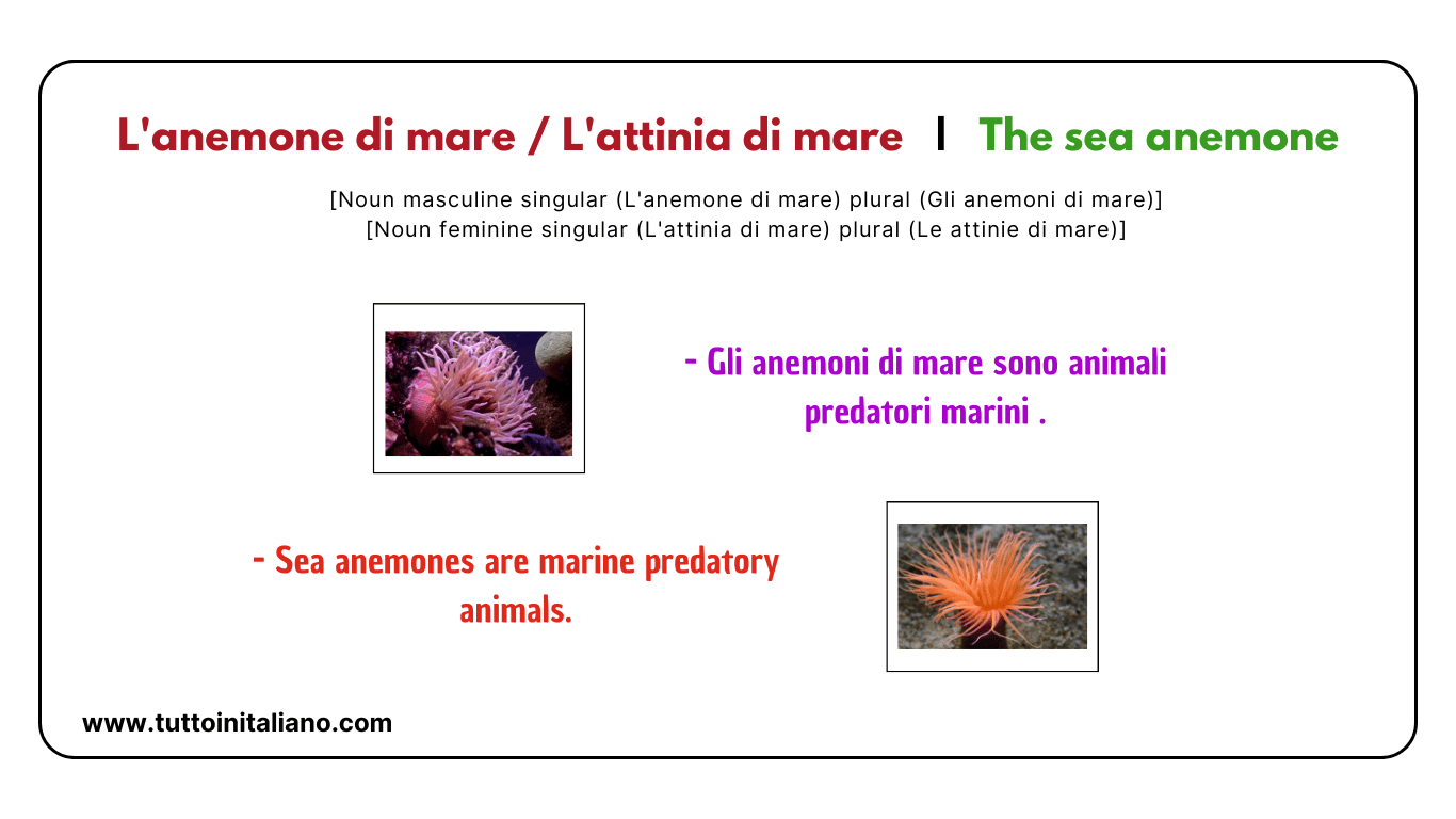 20+ Easy names of Sea Animals in Italian with examples. | tuttoinitaliano