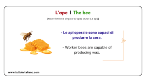30+ Easy names of Insects in Italian With Examples and Audio ...