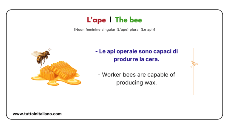 30+ Easy names of Insects in Italian With Examples and Audio ...
