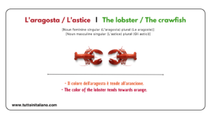 20+ Easy names of Sea Animals in Italian with examples. | tuttoinitaliano