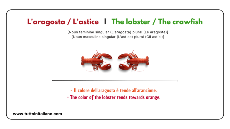 20+ Easy names of Sea Animals in Italian with examples. | tuttoinitaliano
