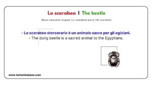 30+ Easy names of Insects in Italian With Examples and Audio ...