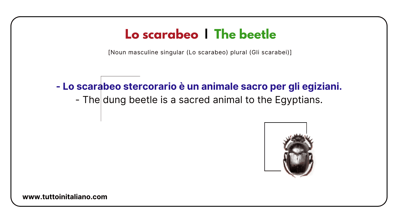 30+ Easy names of Insects in Italian With Examples and Audio ...