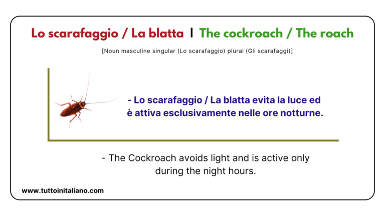 30+ Easy names of Insects in Italian With Examples and Audio ...