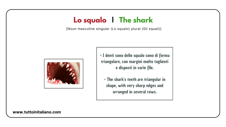 20+ Easy names of Sea Animals in Italian with examples. | tuttoinitaliano