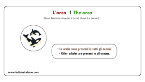 20+ Easy names of Sea Animals in Italian with examples. | tuttoinitaliano