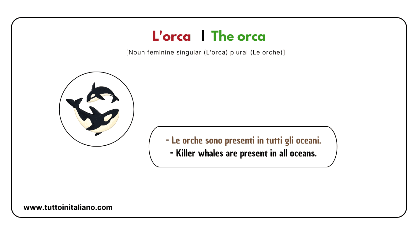 20+ Easy names of Sea Animals in Italian with examples. | tuttoinitaliano